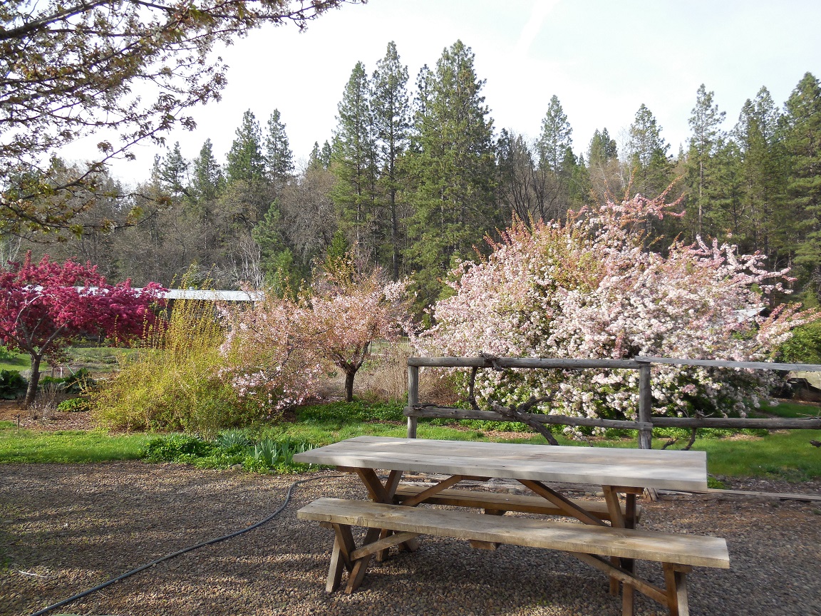 Forest Springs Getaway lodging rates & details